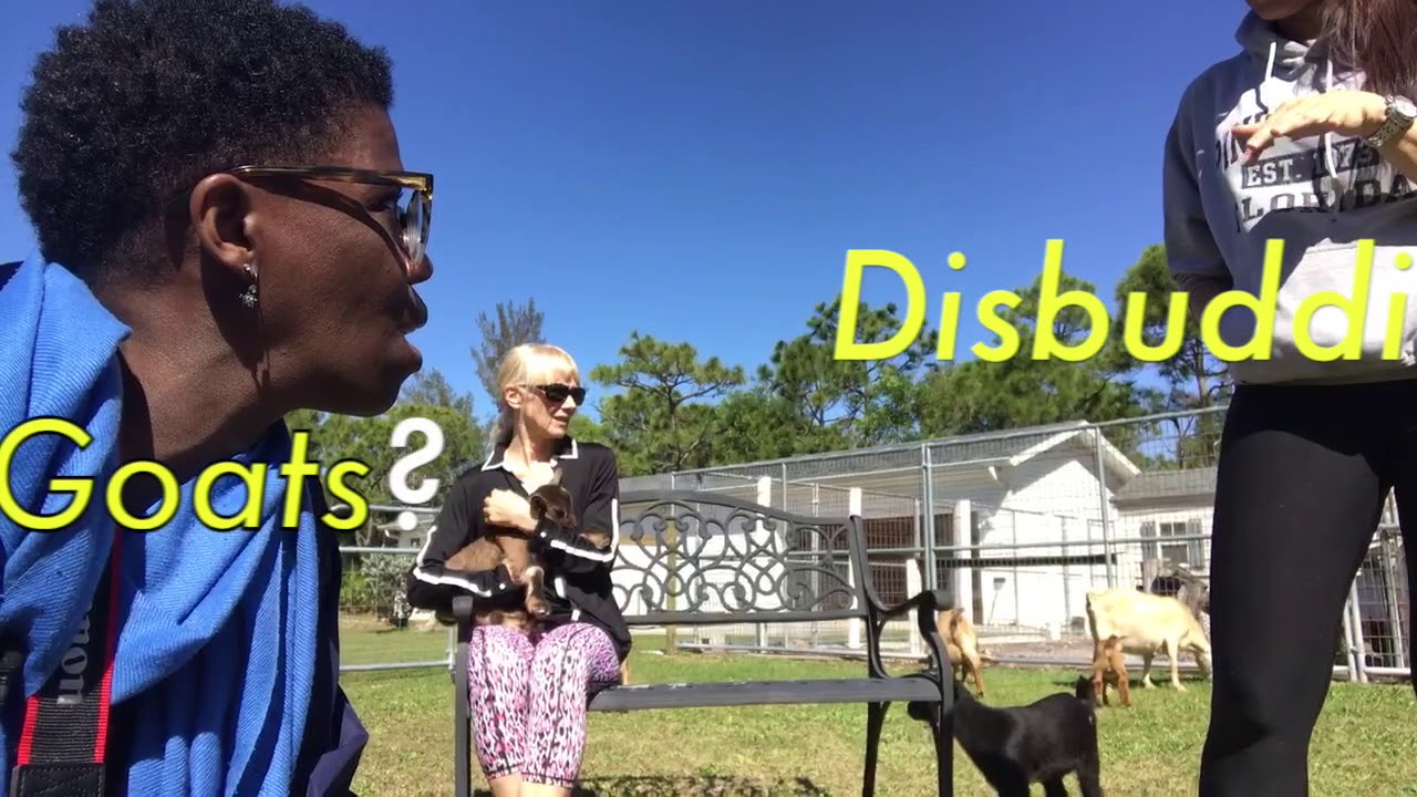 BTS: What is Disbudding Goats? - YouTube