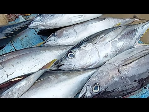 Live 13 Sept 22 Potong Ikan Tuna Segar - YouTube