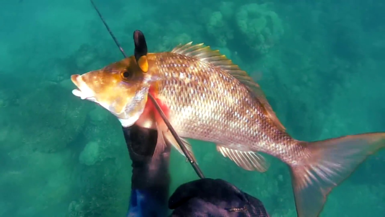 Batt Reef Report On Surveys Of The Cairns Sector Of The Great Barrier
