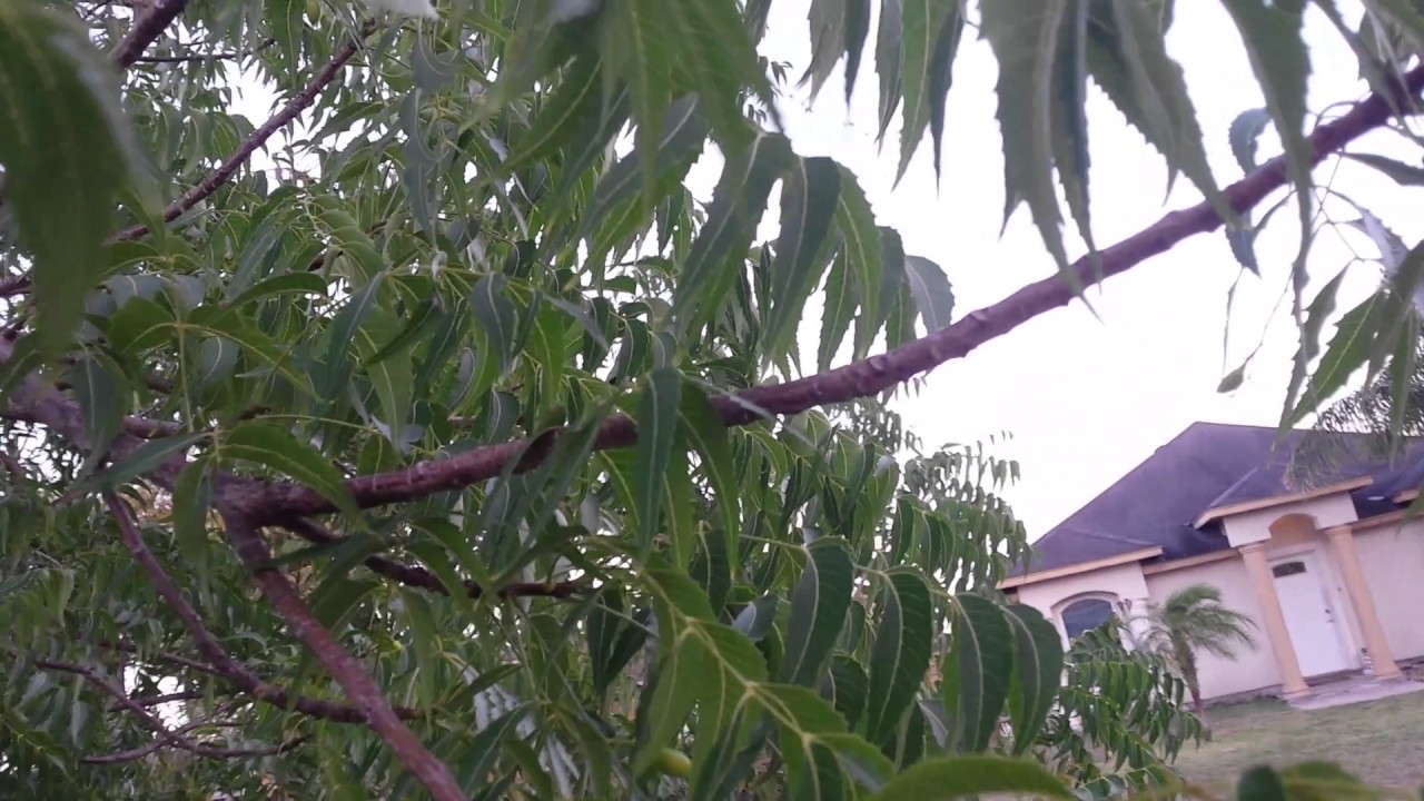 2017 Neem Tree Berries - YouTube