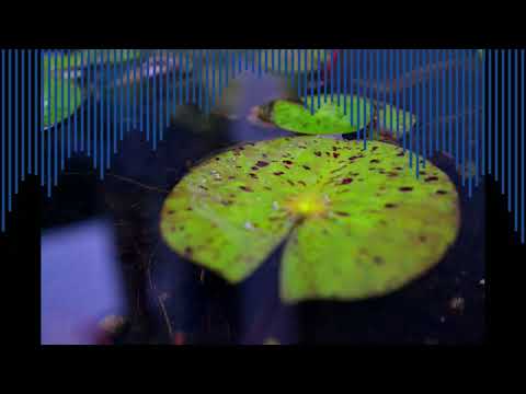 Lo-bit rain - Lin Wolinski