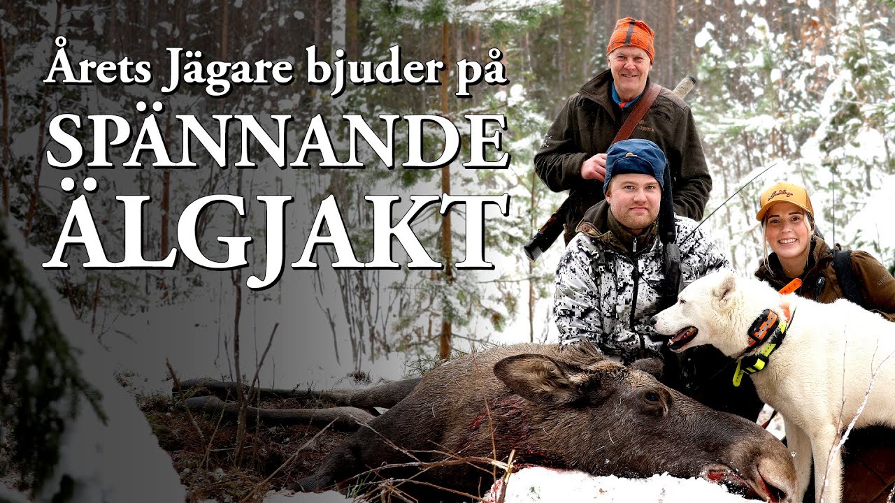 Jaktresan: Årets Jägare bjuder på spännande älgjakt - YouTube