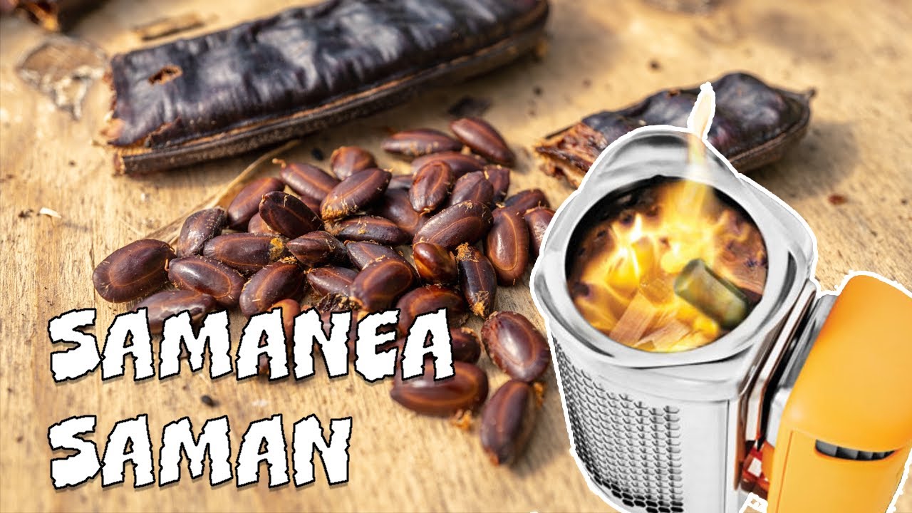 Escarificación de semillas de Samanea saman - YouTube