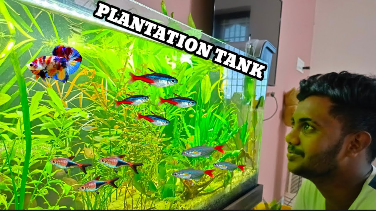🌱 PLANTATION TANK 🌱| AQUASCAPING |🌱AQUASCAPE 🌱 | #fish #plantation # ...