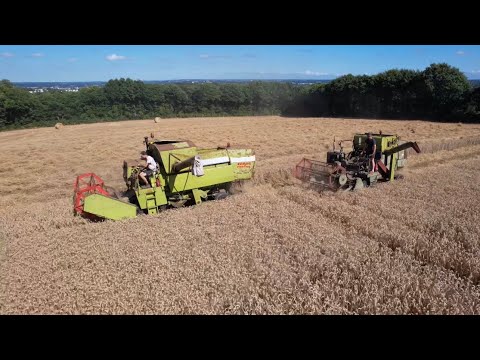 Battage à l'ancienne 🌾// CLAAS Corsar / Colombus // - YouTube