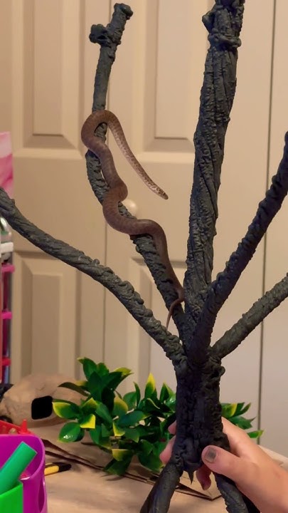 Our Children’s Python Climbing a Tree! #reptiles - YouTube