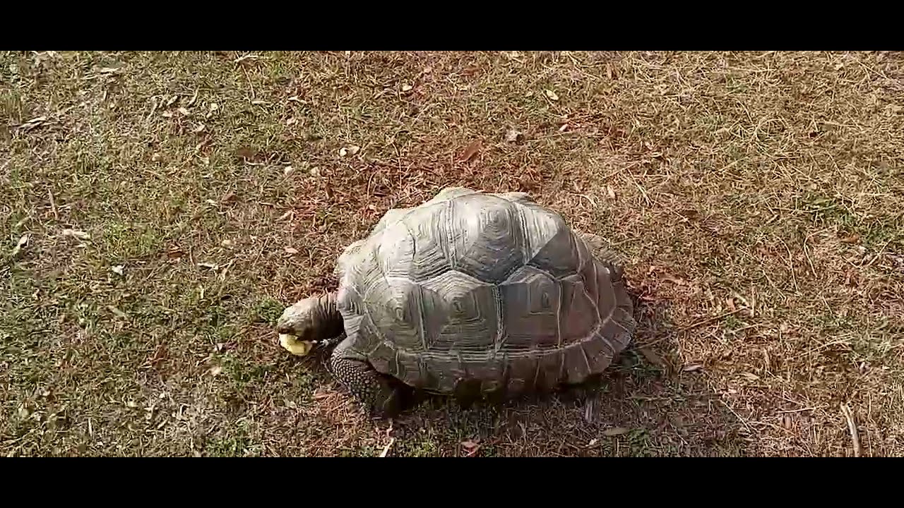 PETTING AND FEEDING HUGE TORTOISES - YouTube