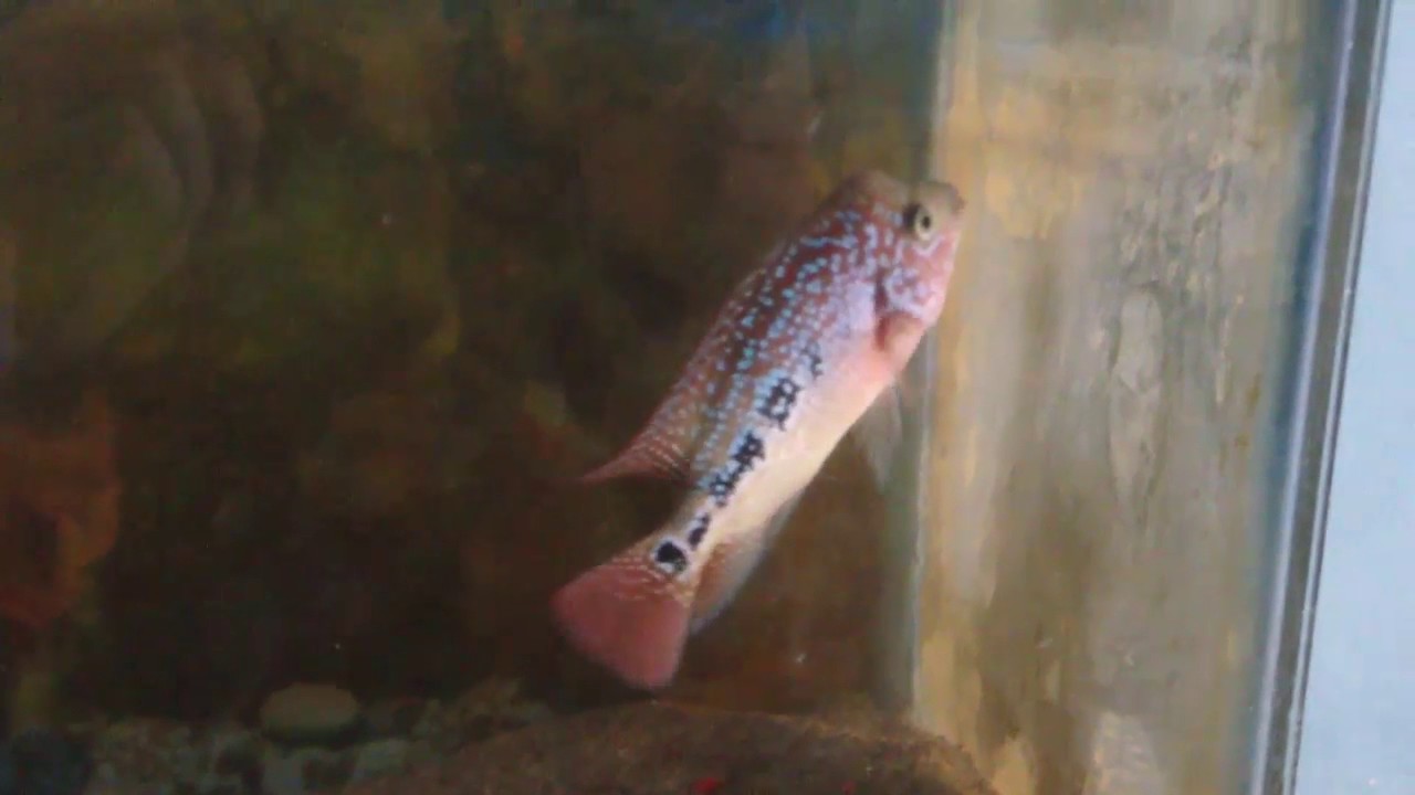 FlowerHorn Classic Kamfa Grooming Project - YouTube