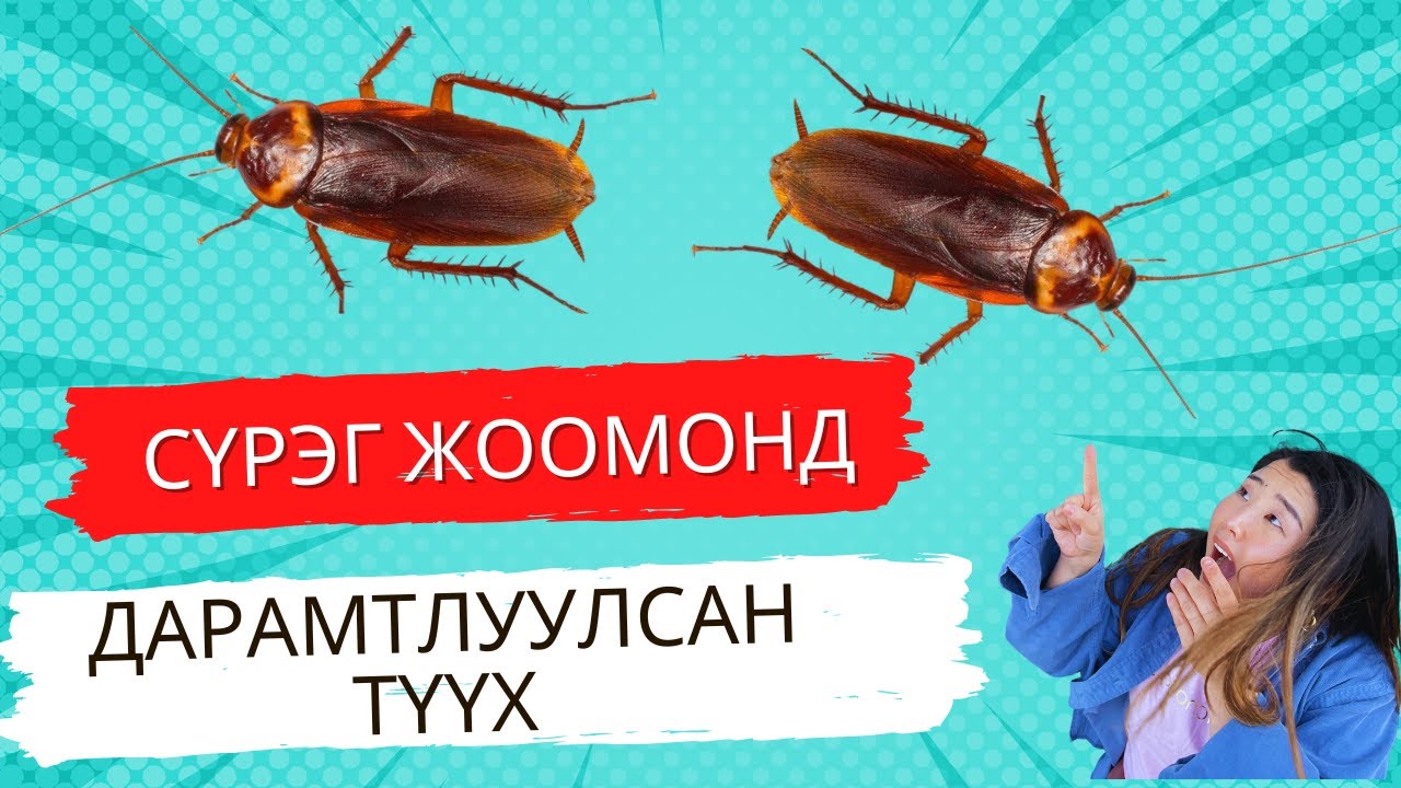 Жоом үүрэлсэн байранд жоомтой нөхөрлөж амьдарсан түүх | Shall We Chat ...