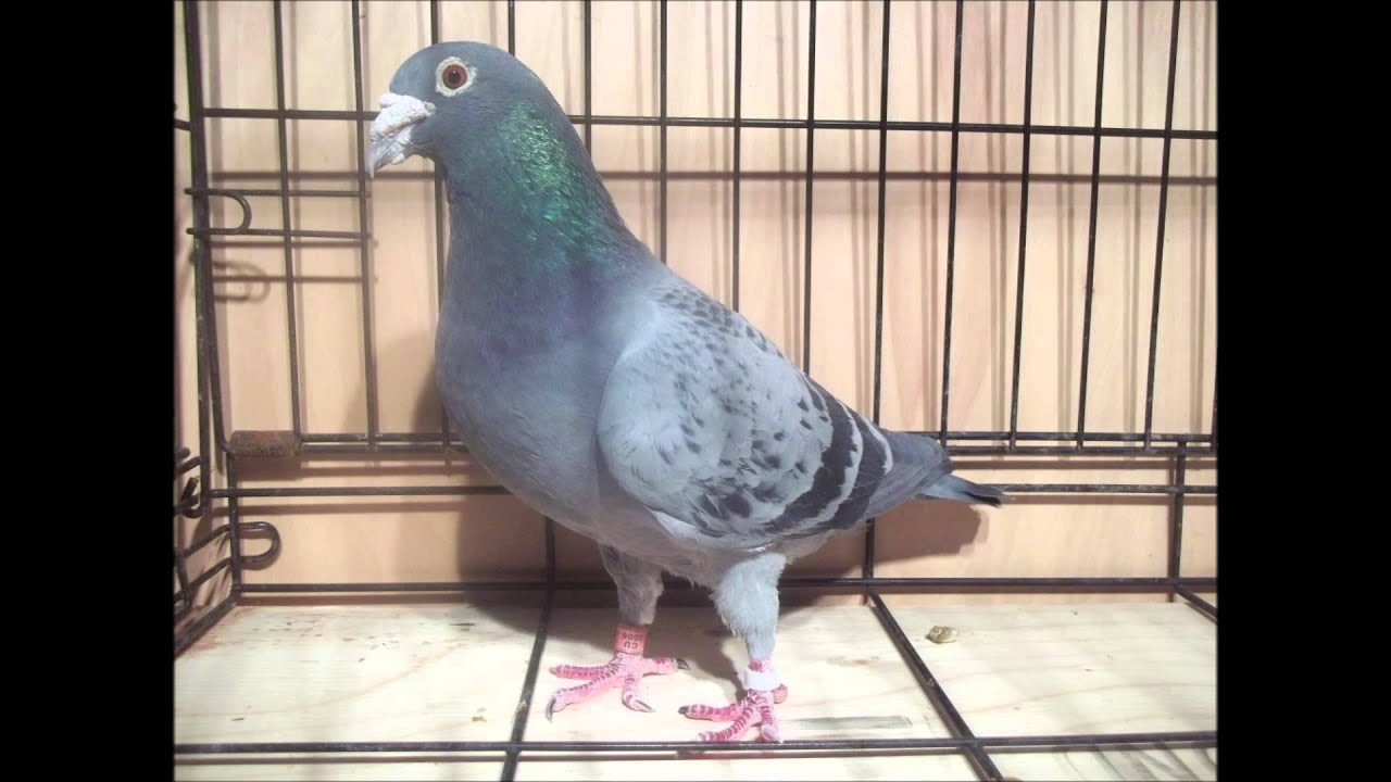 T.W.A Race Loft| Rare Colored Racing Homer Pigeons. The Males - YouTube