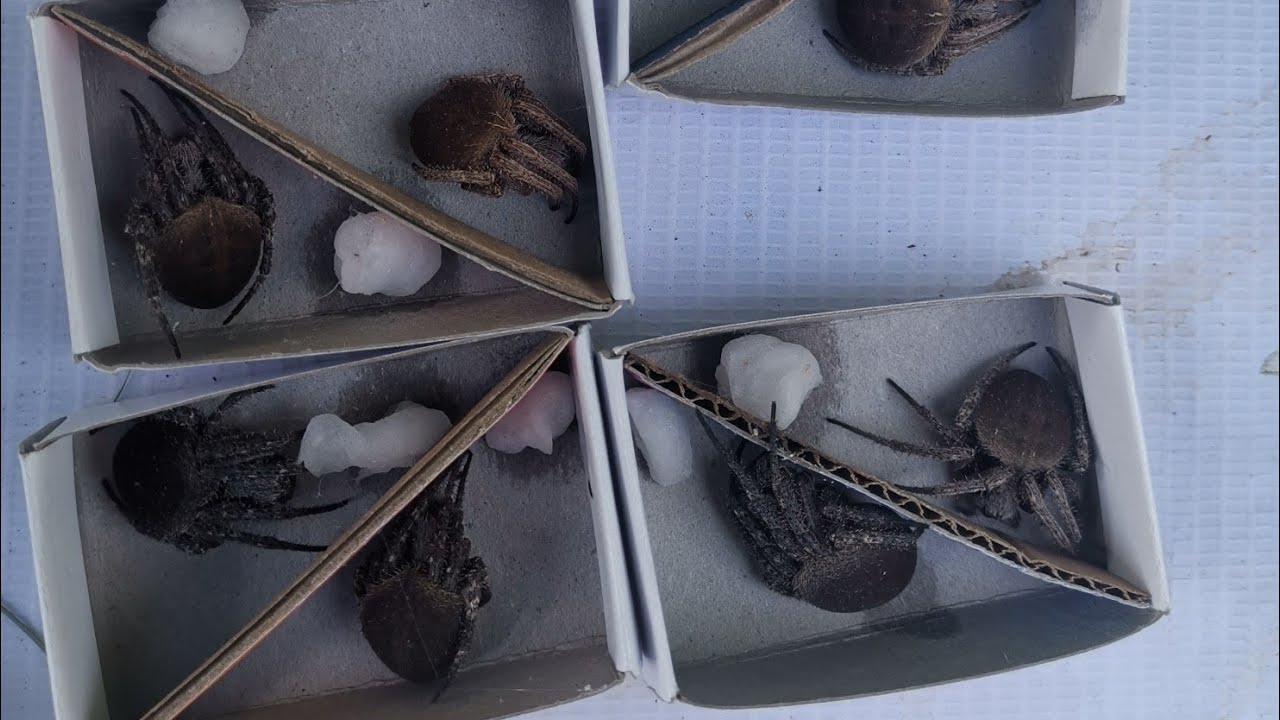 HOW TO FEED SAMON SPIDERS THE EASIEST WAY - YouTube