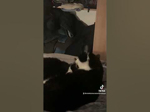 #blackcat #weekendvibes #tuxedocat #chilledcat time for cuddles and cleaning Oreo and Hades ...