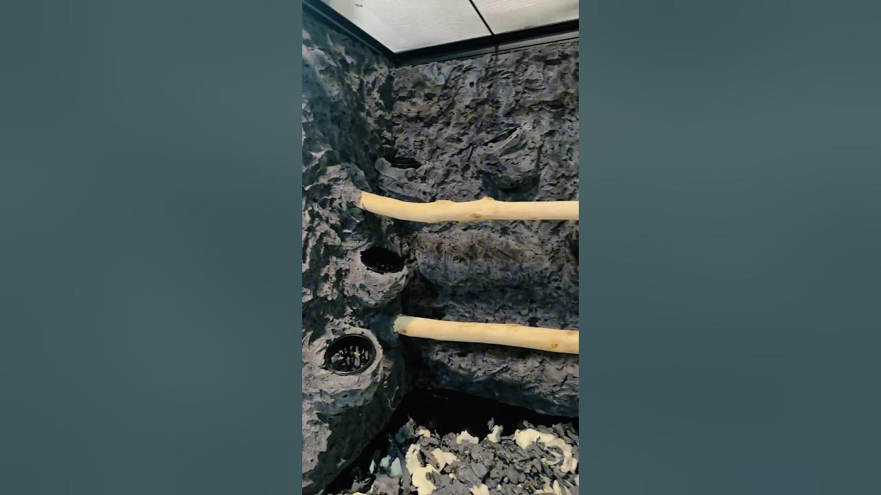 Building a 4x2x4 bioactive enclosure for an emerald tree boa #bioactive ...