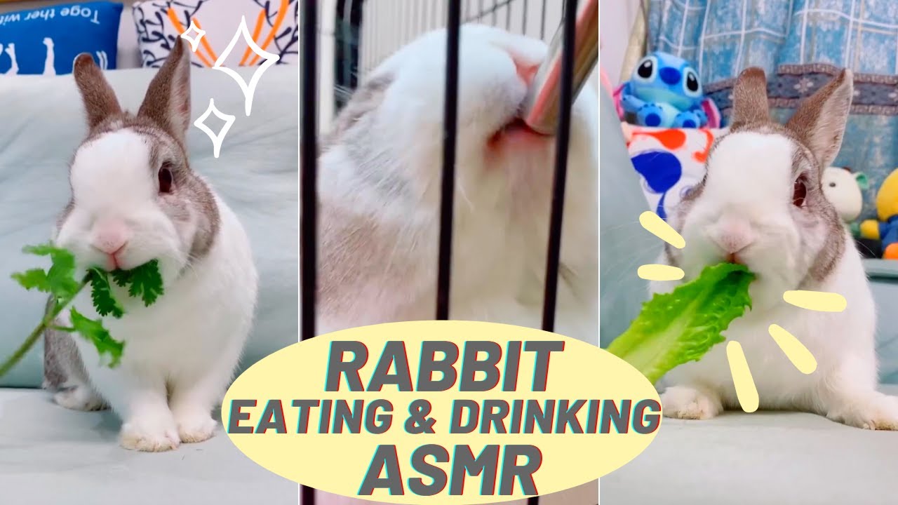 Rabbit eating ASMR | CUTEST BUNNIES TIKTOK 2022 #ASMR #satisfyingeating ...