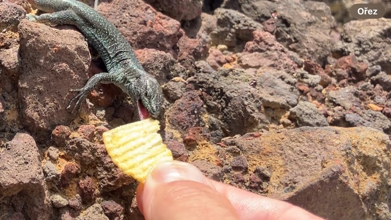 Hungry lizard - YouTube