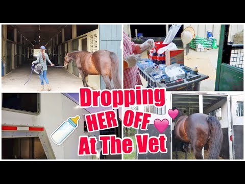 Dropping Her Off To Have A Baby! | My Pregnant Horse Pt. 9