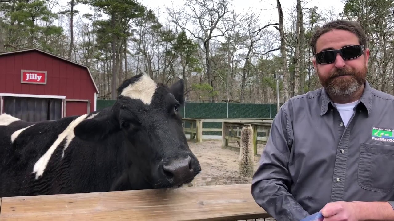 Day 4 - Jilly the Cow - YouTube