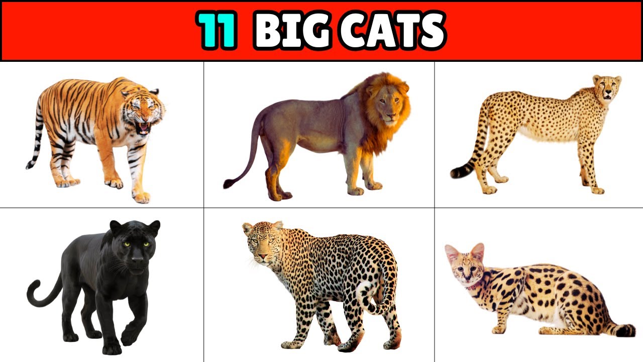 Big Cats Names and Pronunciation | Learn English with Wild Animals ...