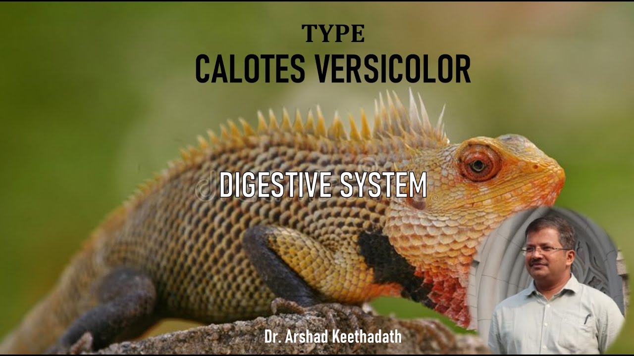 TYPE CALOTES VERSICOLOR DIGESTIVE SYSTEM - YouTube
