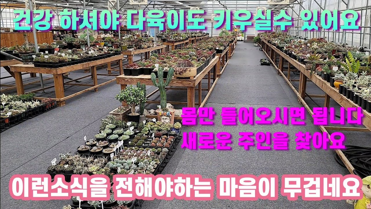 애정가득 다육이매장 이용기간 1년 건강악화로 새주인을 찾고 있어요 묵둥이 국민이 창 다육이 귀둥이 전부자의다육사랑