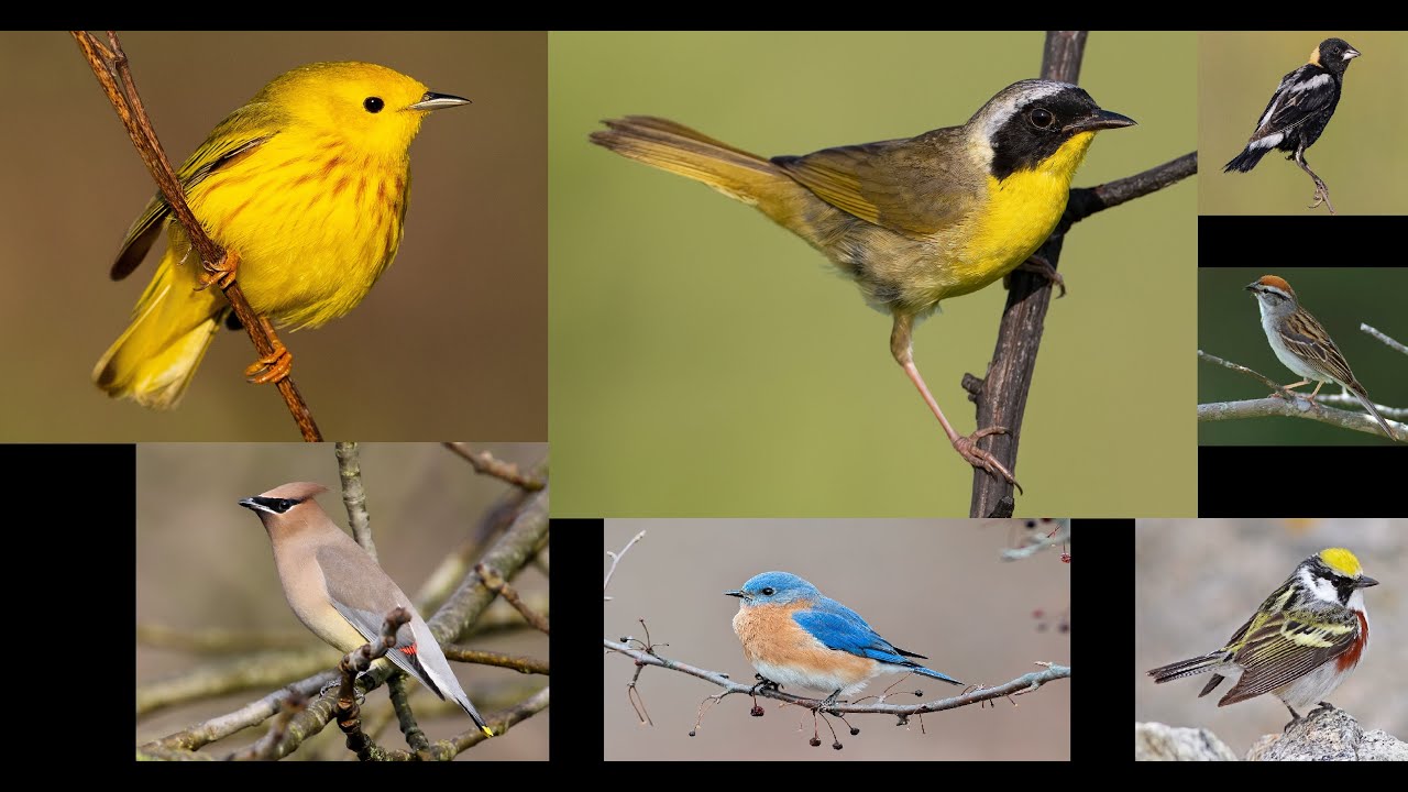 Rising from the Ashes: Meet the 10 Songbird Species Set to Dominate a ...