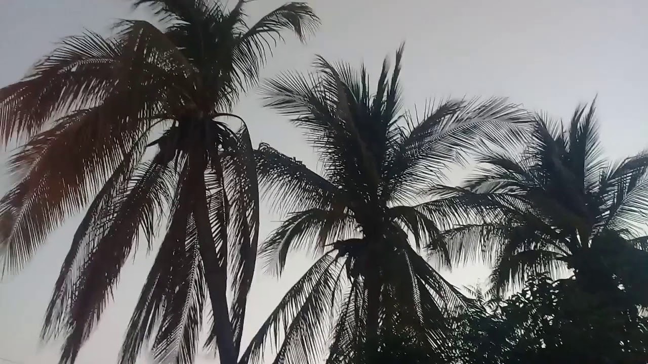 Apoderado Sinaloa México - YouTube