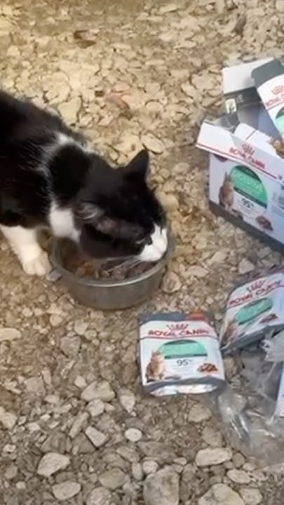 my cat trying new food!! #cats - YouTube