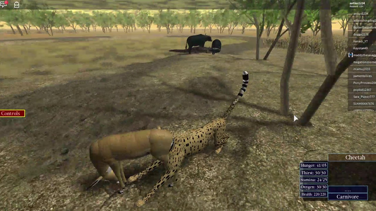 Roblox Life of a cheetah - YouTube