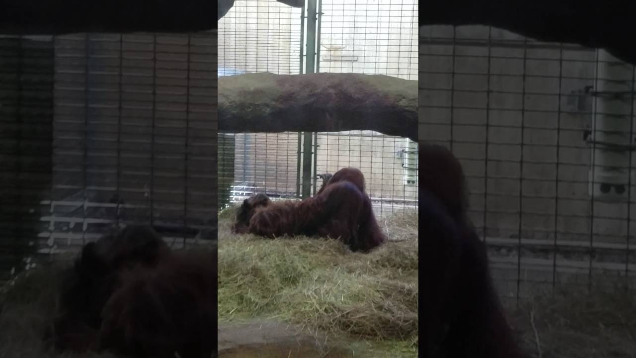 Orangutan Love in the Zoo - YouTube