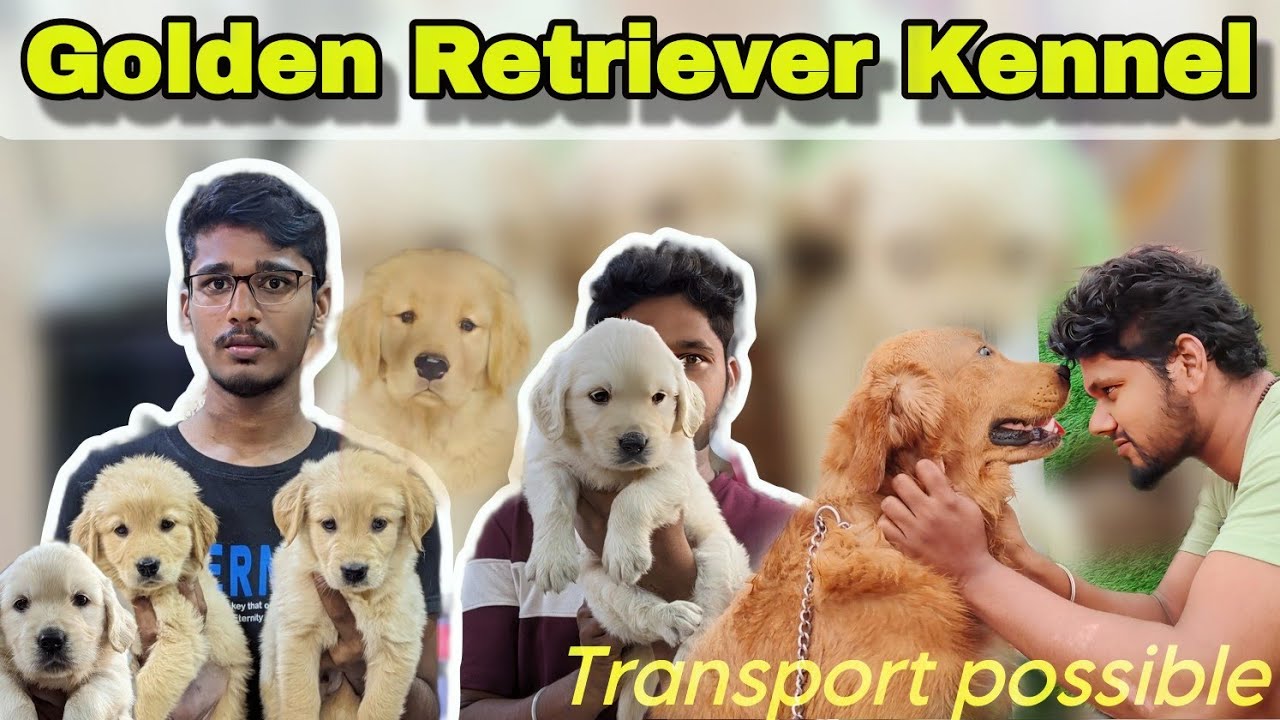 Golden Retriever Kennel.puppies available with transportation.more than ...