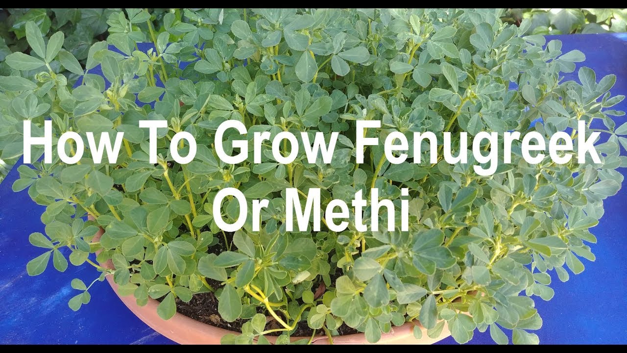 How to grow Fenugreek or Methi From Seeds (with actual results) - YouTube