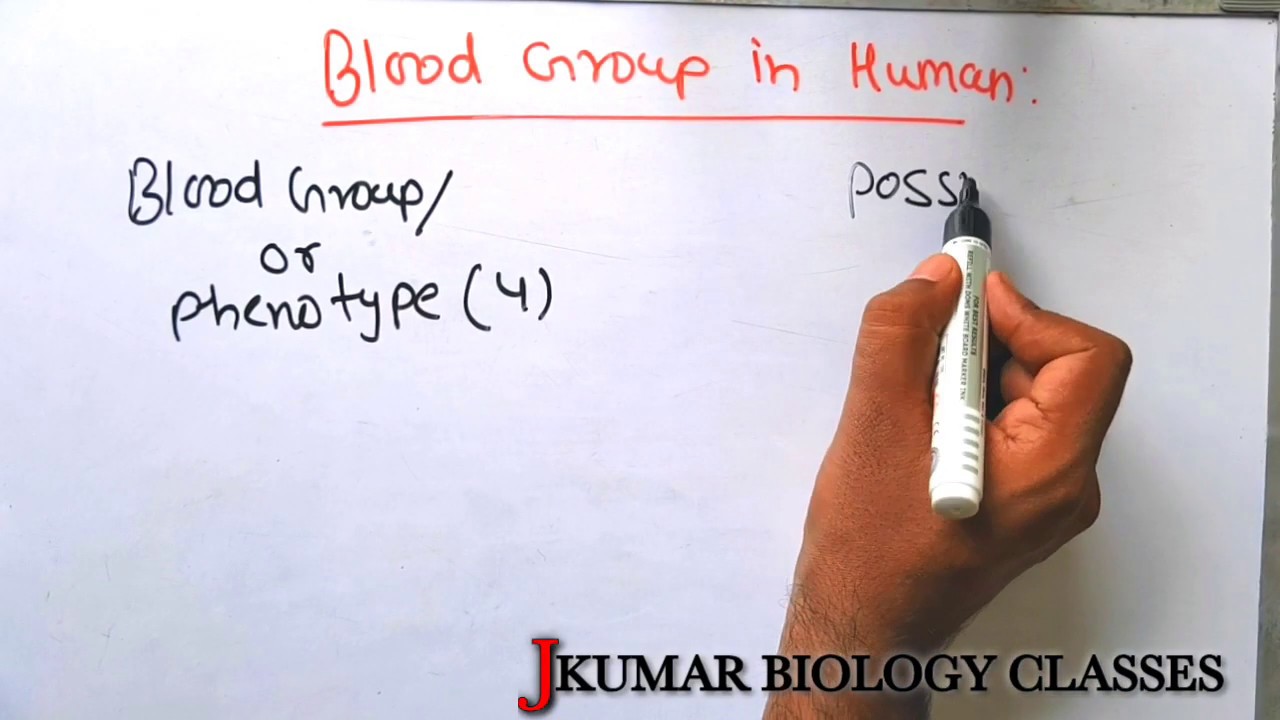 Blood Group In Human | Example Of Multiple Allele | Co- Dominance ...