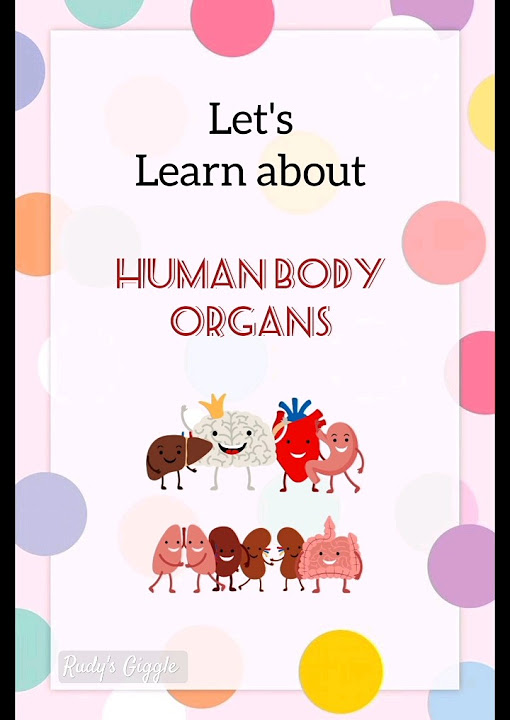 Learn Human body organs - YouTube
