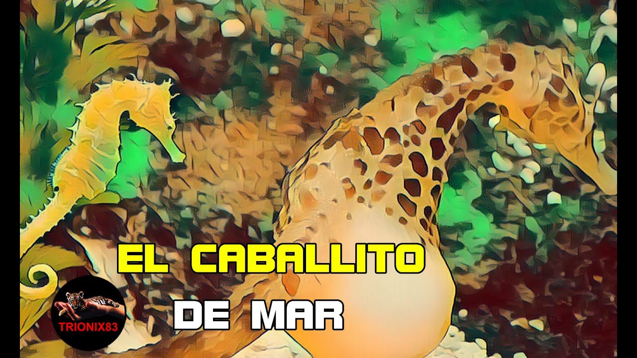 CABALLITOS DE MAR (Todo sobre el Caballito de Mar) - YouTube