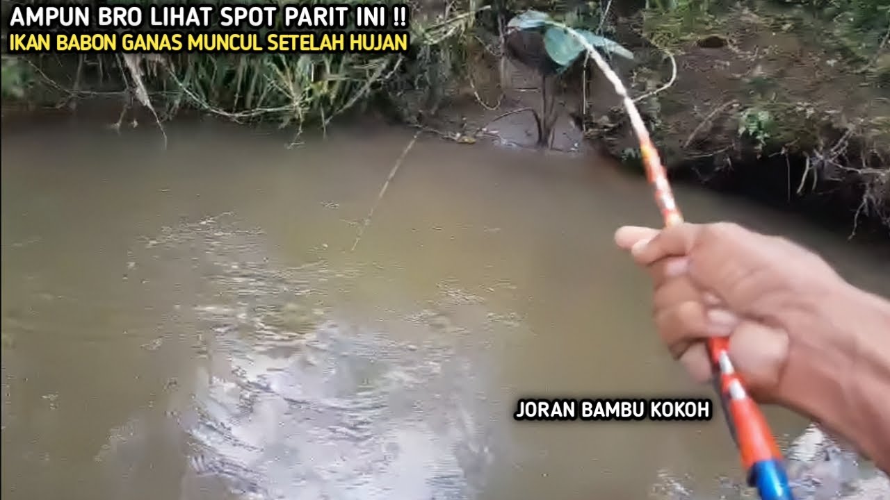 BERUTAL MANCING IKAN CANCAN DAN TAWES DI PARIT SEHABIS HUJAN - YouTube