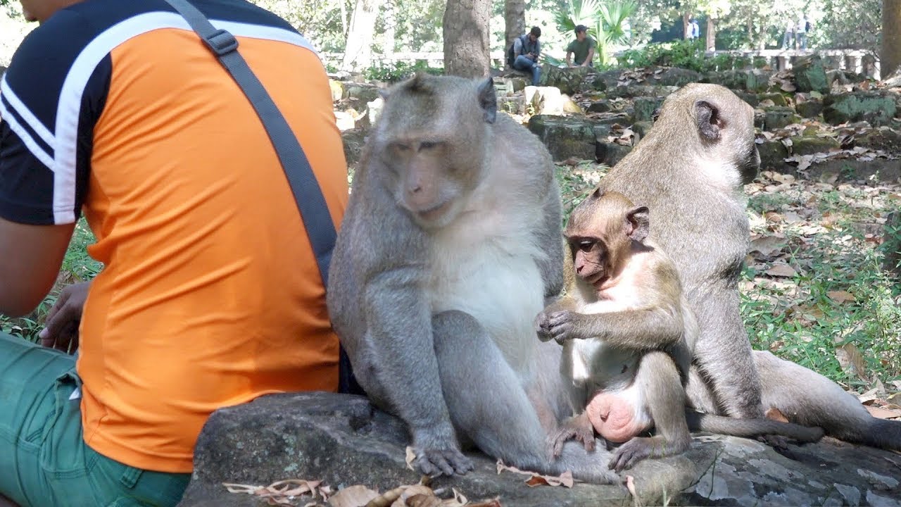 Sweet Pea Monkey Free Style So Cute Sweet Pea Monkey - YouTube