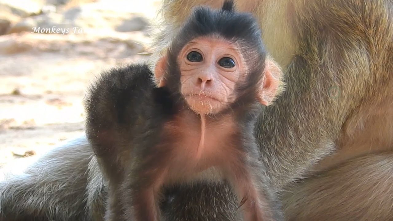 Poor life of mom Brinn's family, Adorable baby monkey Brittany got ...
