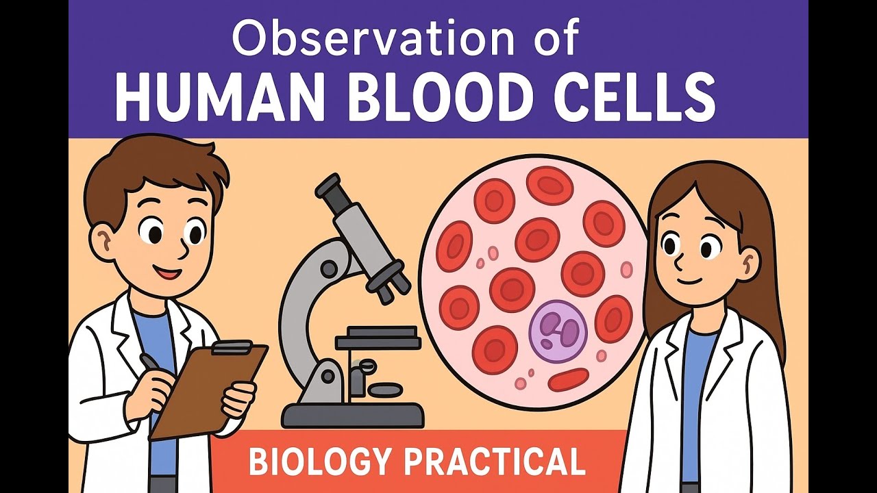 Observation of Human Blood Cells Under a Compound Microscope | Biology ...