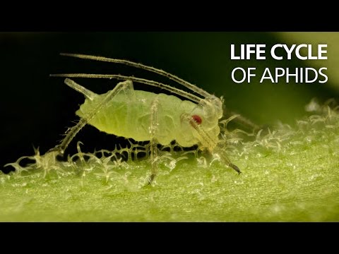 What Is The Definition Of Aphids