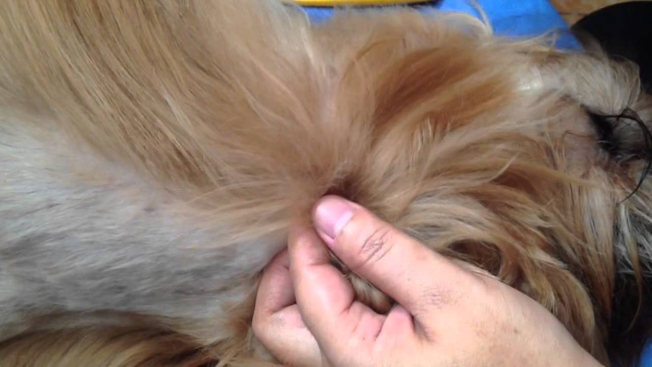 Dematting Tutorial - YouTube