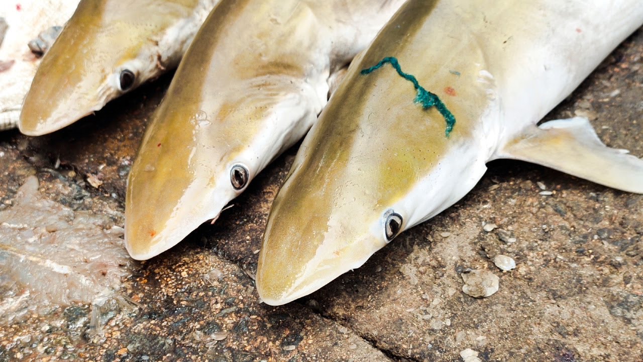 3Baby Shark Fish Cutting Skills | India Fish Market | RS.1800 $ 24.25 ...