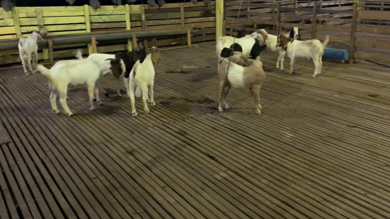 Feed lot boer goats - YouTube