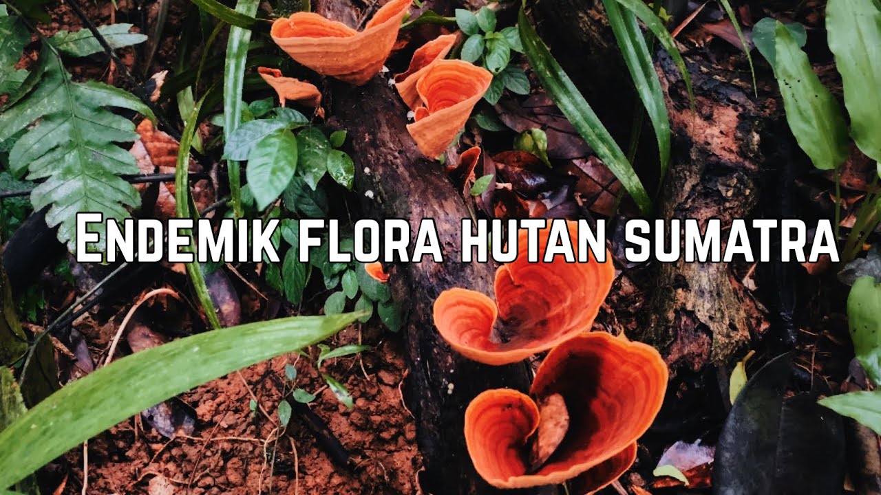 Flora endemik penghuni hutan sumatra | natgeo wild #aceh #flora # ...