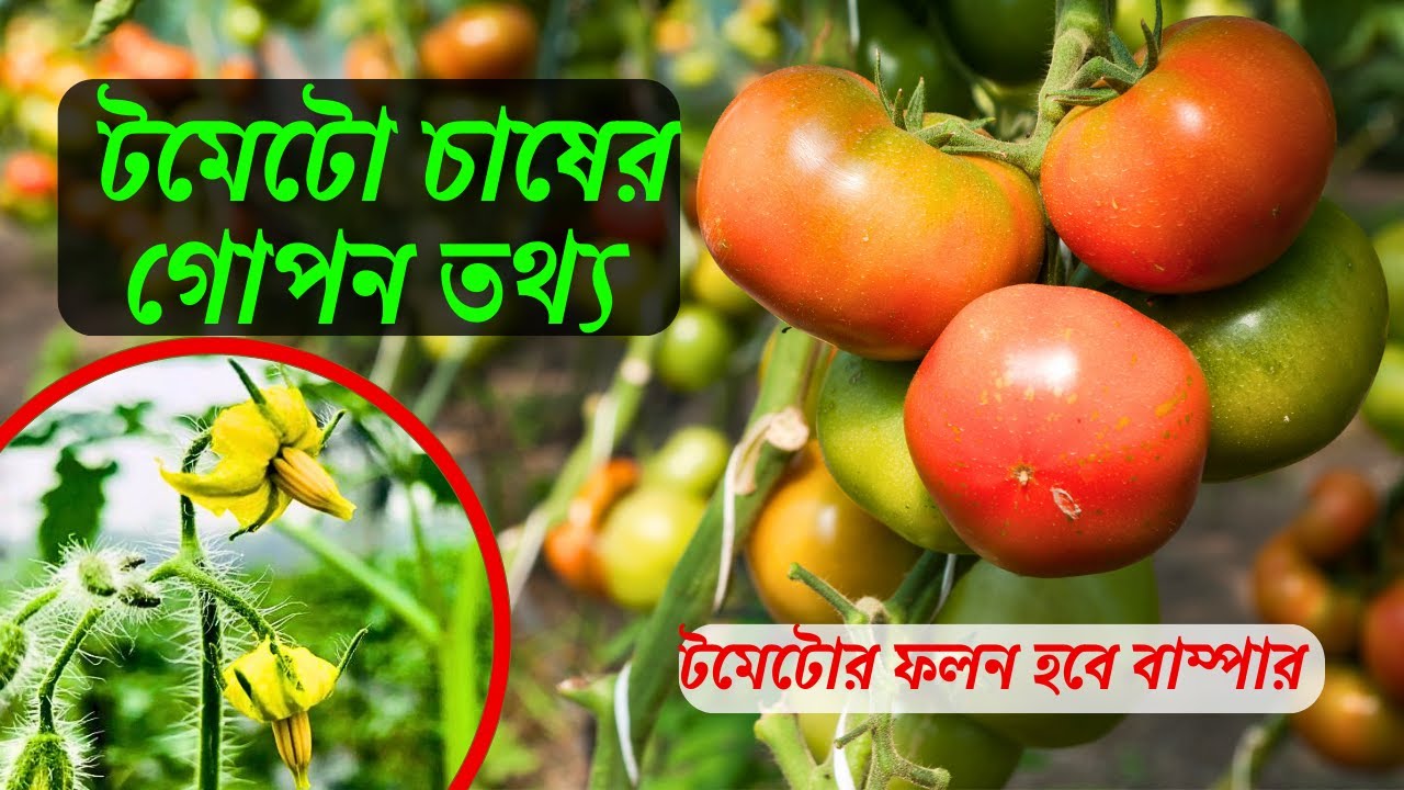 টমেটো চাষের গোপন তথ্য | টমেটোর ফলন বাড়ানোর উপায় | টমেটোর ফলন বাম্পার ...