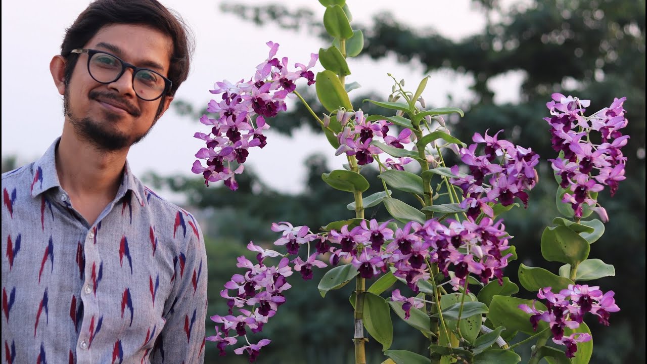 দেড় বছরের আপডেট: Dendrobium Serene Chang // One-and-a-half-year update ...