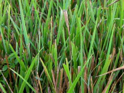 Çoğalıcı bitki, mera, mera durumu, otlama, Brachypodium sp., increaser, rangeland condition, grazing