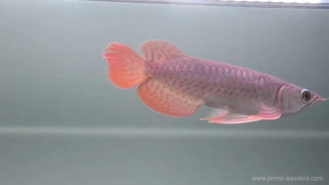 Super Red Arowana - Long Fins - YouTube