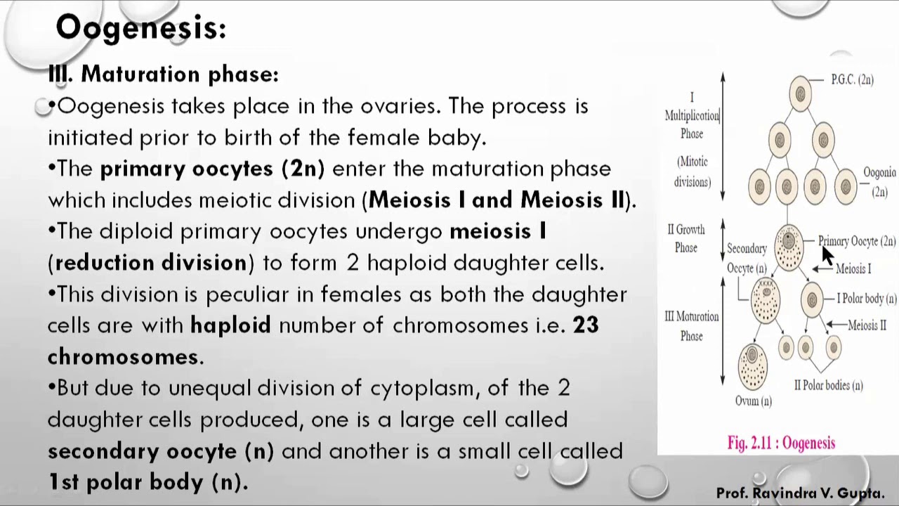 Oogenesis ll Female Reproductive System ll 12 th Biology - YouTube