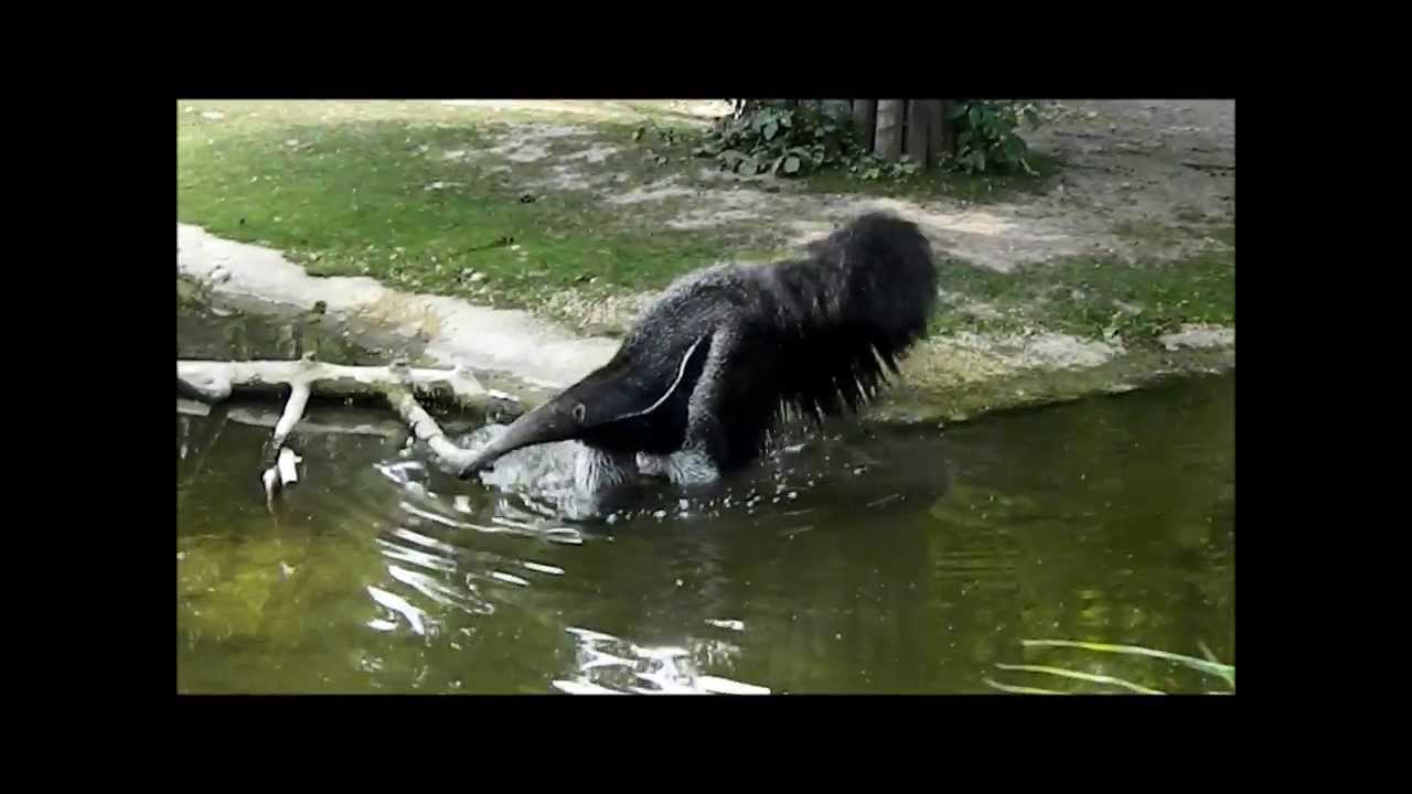 Swimming Anteater (Schwimmender Ameisenbär) - YouTube