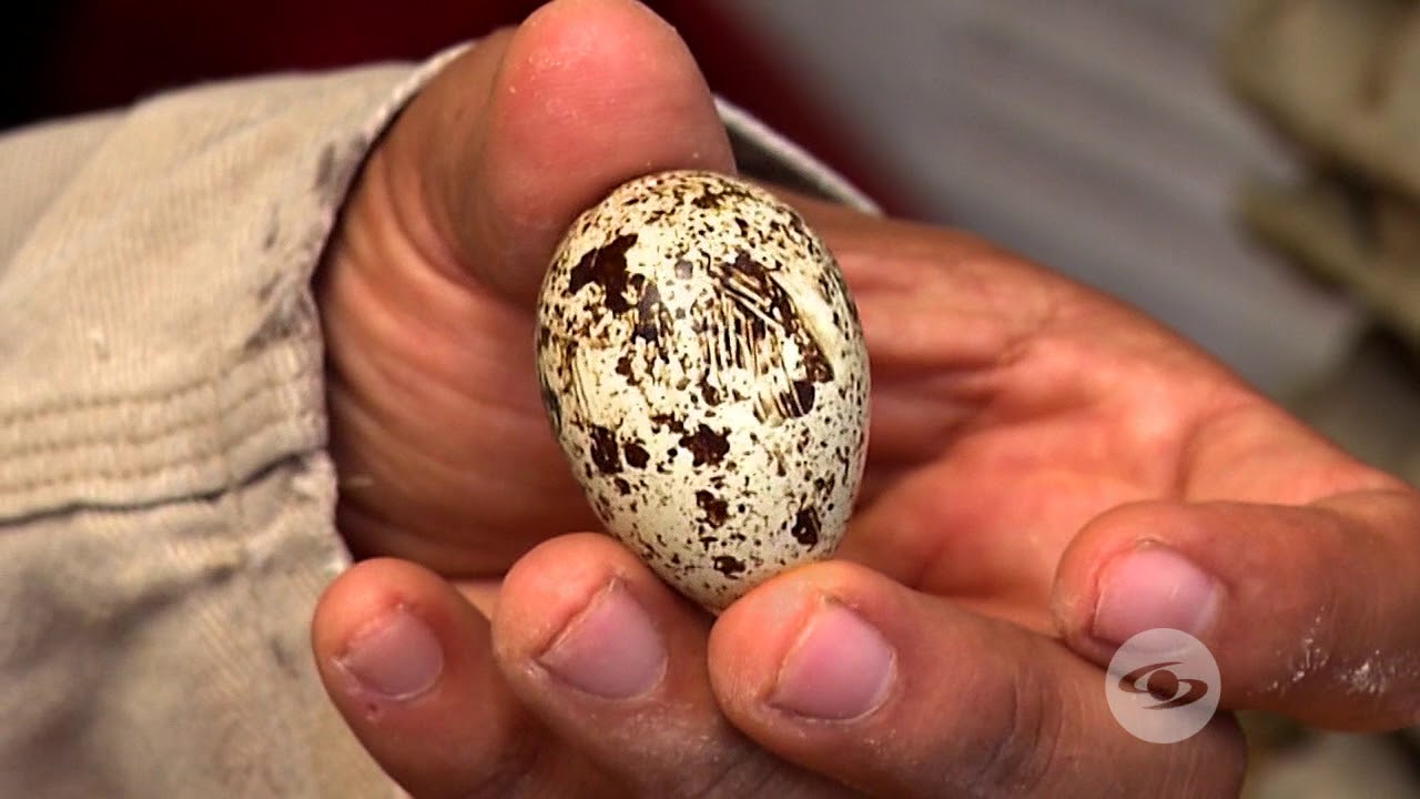 ¿Qué tan rentable es la producción de huevos de codorniz? | La Finca de ...